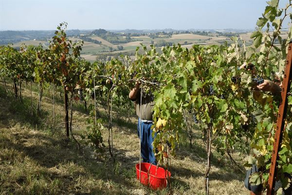 2016 Morando Silvio Le Coste | PURE WINE