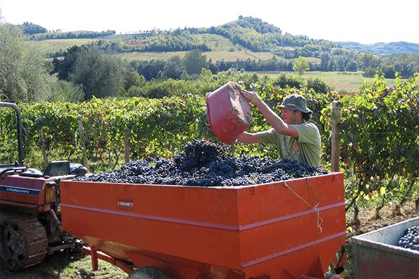 2016 Morando Silvio Le Coste | PURE WINE